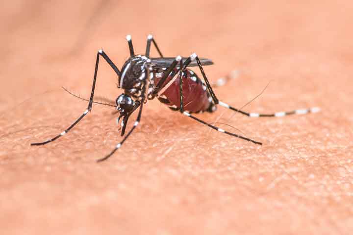Mosquito Spraying Scheduled in Three Morris County Communities - Morris ...