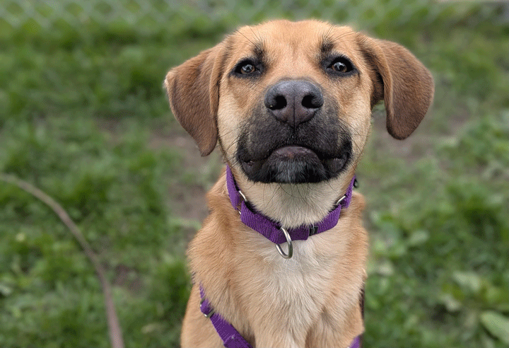 Mt. Pleasant Animal Shelter Waives Adoption Fees for Adult Animals ...