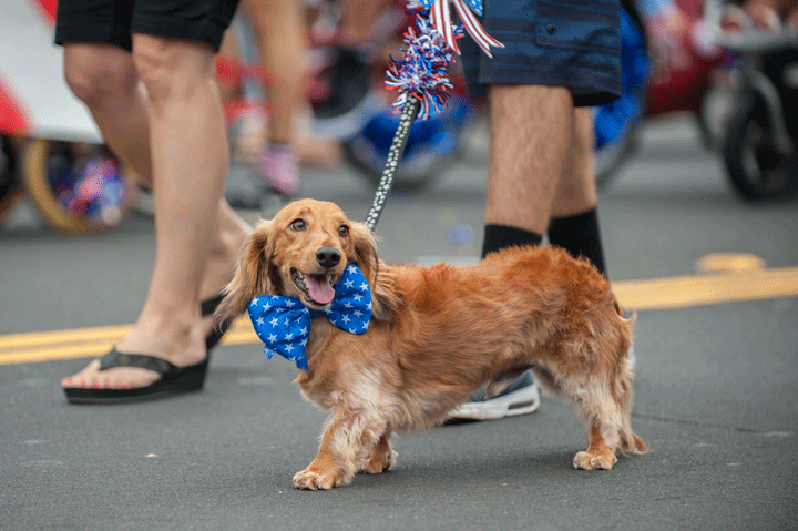 Madison to Host Second Annual Rose City Dog Day & Parade - Morris Focus