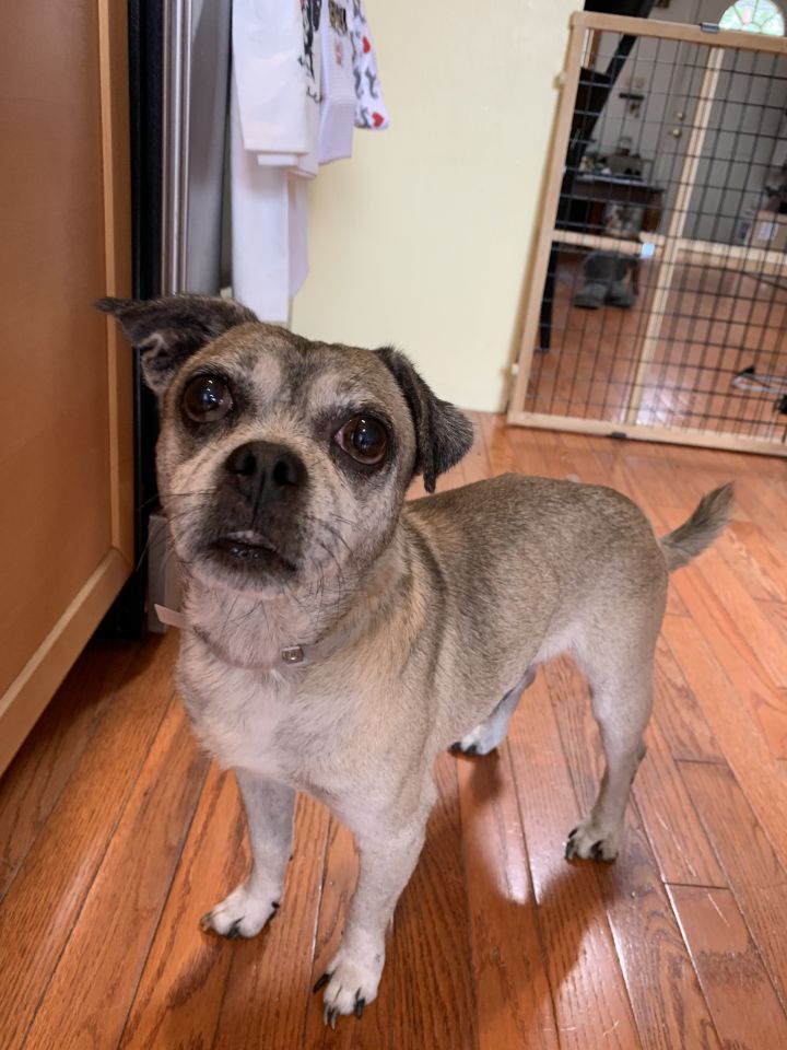Adorable Pug Mix Available for Adoption - Morris Focus
